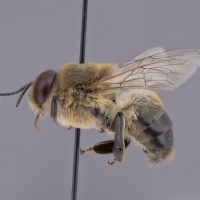 reporting – stop drone bullying!